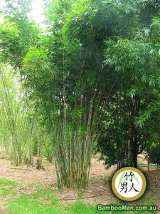 Doli Bamboo (Bambusa Dolichomerithalla) - Bamboo Whitsunday